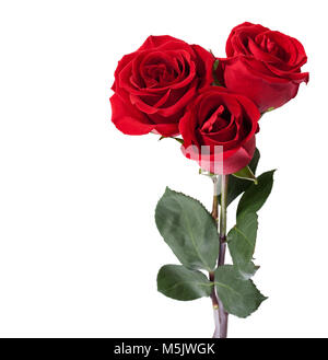 Dark red roses isolated on white background. Studio Photo Stock Photo ...