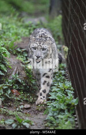 Mimi in Tama Zoological Park,Tokyo Stock Photo - Alamy