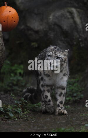 Mimi in Tama Zoological Park,Tokyo Stock Photo - Alamy