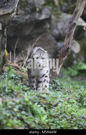 Mimi in Tama Zoological Park,Tokyo Stock Photo - Alamy