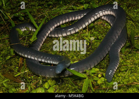 A rare type of amphibian, a caecilian, from Ecuador. This is the Intac ...