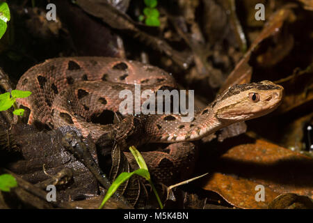 fer-de-lance, terciopelo, Bothrops asper a venomous pit viper snake ...