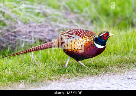 Chinese Ringneck Pheasant (Phasianus colchicus) at the Sacramento ...