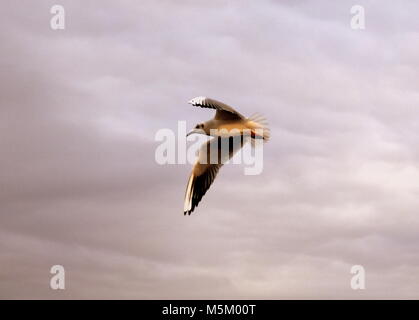 Seagull flying over the seashore Stock Photo - Alamy