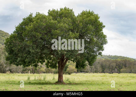 A Cheese Tree (Glochidion ferdinandi) Family: Euphorbiaceae, on a beef ...