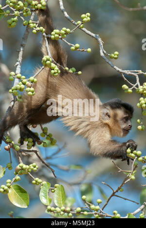 Black-striped (aka bearded) capuchin (Sapajus libidinosus) feeding on ...