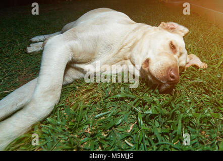 cute light-brown labrador retriever puppy Stock Photo - Alamy