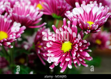 With almost every color of the rainbow available, Mum blooms range ...