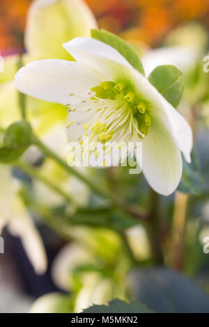 Helleborus × nigercors HGC Ice Breaker, Helleborus × nigercors Coseh ...