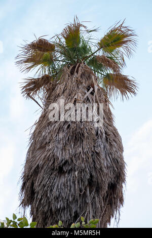 Giant old Palm tree with Beard Stock Photo - Alamy