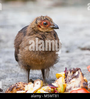 Australian Brush or bush turkey chick Stock Photo - Alamy
