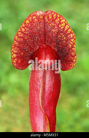 A red pitcher plant (Sarracenia purpurea) growing in the rich ecosystem ...