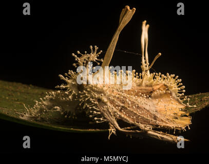 A moth that has been taken over and killed by the 'zombie fungus' a ...