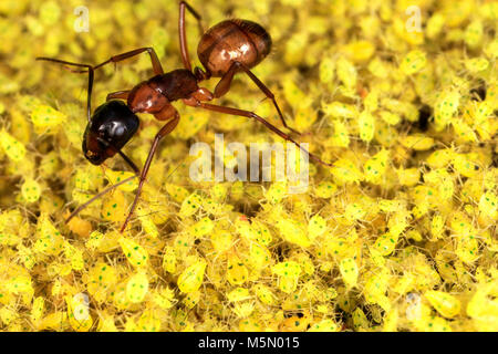 Aphids (Aphididae sp Stock Photo - Alamy