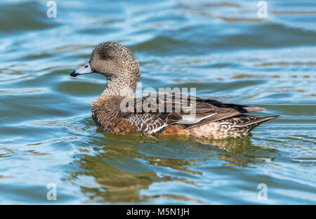 American Wigeon Duck Hen Swimming Stock Photo: 261432932 - Alamy