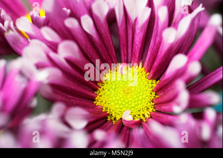 With almost every color of the rainbow available, Mum blooms range ...