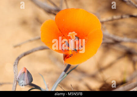 Desert Mariposa Lily (Calochortus kennedyi), Owens Valley, California ...