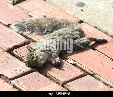 Dead Grey squirrel roadkill on a road in England Stock Photo: 174771910 ...