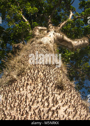Sandbox tree (Hura crepitans Stock Photo - Alamy