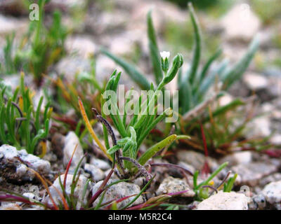 Cleghorn Wilderness Stock Photo - Alamy