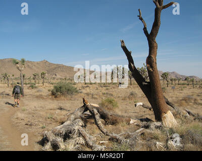 Dead Joshua tree (Yucca brevifolia); Covington Flats Stock Photo - Alamy