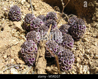 Desert Christmas tree (Pholisma arenarium); Indian Cove Campground ...