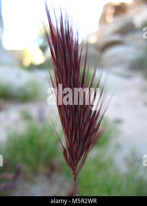 Exotic invasive red brome (Bromus madriensis rubens); Hidden Valley ...