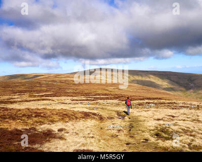 A hiker walking towards High Pike from the summit of Carrock Fell in ...