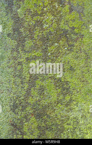 Old rusty metal sheet covered with moss Stock Photo - Alamy