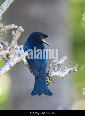 Australian Spangled drongo, Dicrurus bracteatus, perched on a garden ...