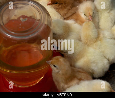 Amish farm, mixed flock of pure breed chicks Stock Photo - Alamy