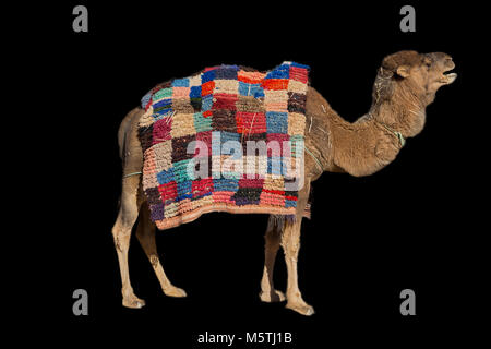 The lonely domestic camel with colorful clotes on white background ...