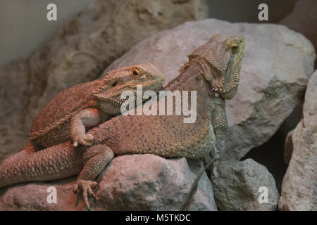 Bearded dragon on rocks Stock Photo - Alamy