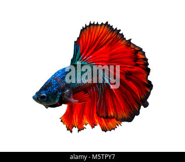 Beautiful white fish on a blue background Stock Photo - Alamy