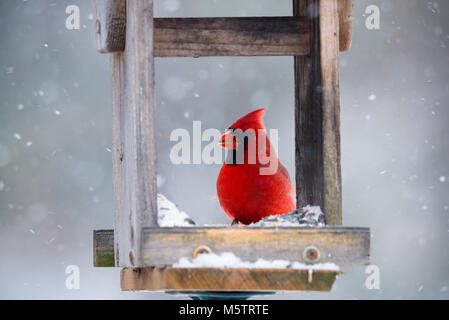 Vibrant male red cardinal eating sunflower seeds in open feeder in snow ...