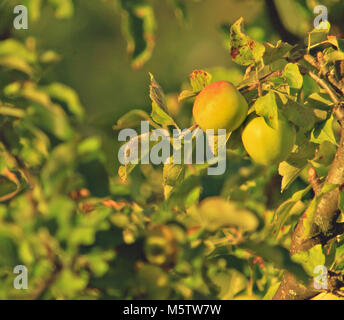 Apple tree with apples, organic natural fruits in a garden, harvest ...