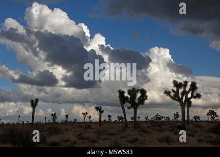 Joshua tree in Queen Valley Stock Photo - Alamy