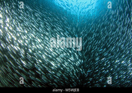 Sardine Run in Moalboal, Cebu, Philippines Stock Photo - Alamy