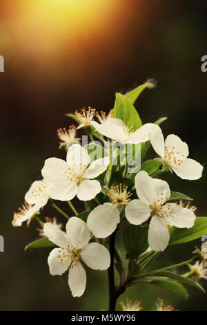 The spring shoot white flowers, sunset Stock Photo - Alamy