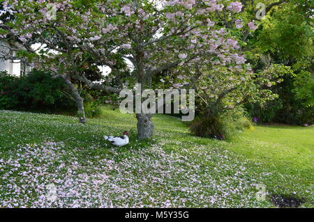 Bird Under the Tree Stock Photo - Alamy