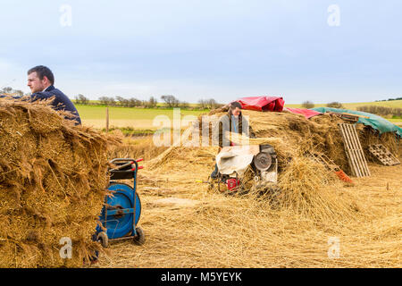 Reedcutters at work preparing bundles of reeds for thatching Stock ...
