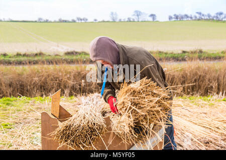Reedcutters at work preparing bundles of reeds for thatching Stock ...