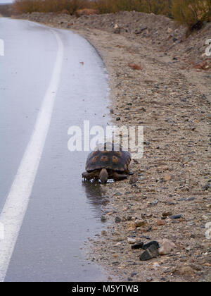 Tortoise drinking water from the roadway Stock Photo - Alamy