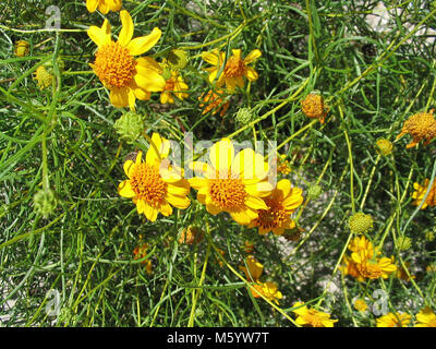 Skeleton-leaf Goldeneye Viguiera stenoloba Stock Photo: 19415337 - Alamy