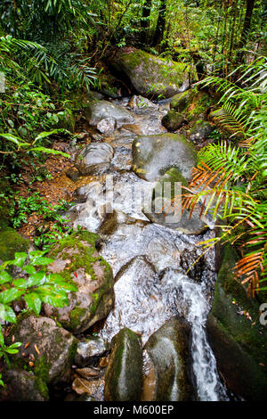 Forest Stream in Mount Kinabalu national park on the island of Borneo ...
