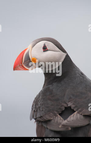 puffin Fratercula arctica Papageitaucher Iceland lundi lunde Stock ...