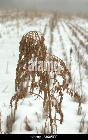 Heber Down Conservation Area in Whitby Ontario Stock Photo - Alamy