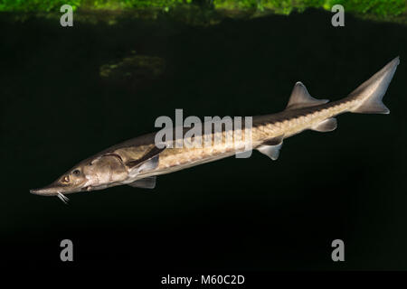 Common sturgeon, Sturgeon, Atlantic sturgeon, European sturgeon Stock ...