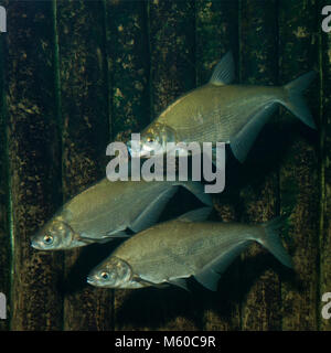 Zope (Abramis ballerus). Three adults under water. Germany Stock Photo ...
