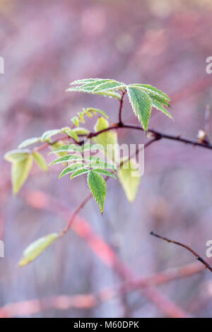 Mysore raspberry, Ceylon raspberry or hill raspberry (Rubus niveus ...